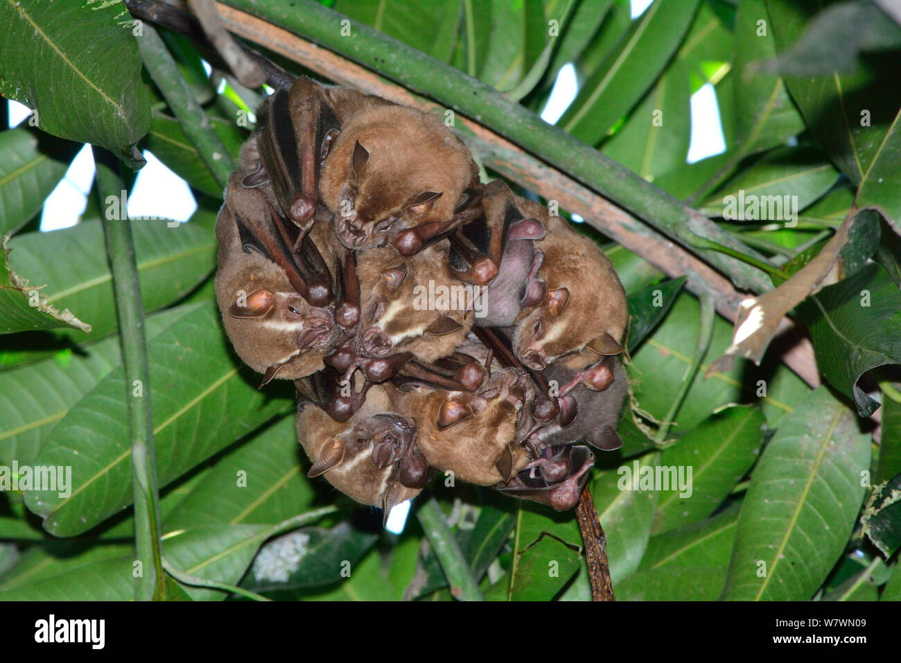 Leaf nosed bats (Phyllostomidae) roosting together in tree, Rua General ...