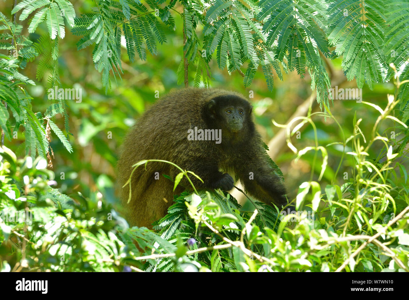 Atlantic titi in tree hi-res stock photography and images - Alamy