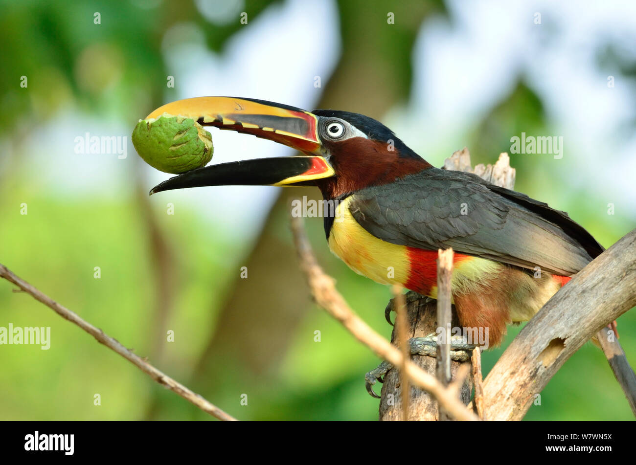Chestnut-eared Aracari (Pteroglossus castanotis) feeding on guava ...