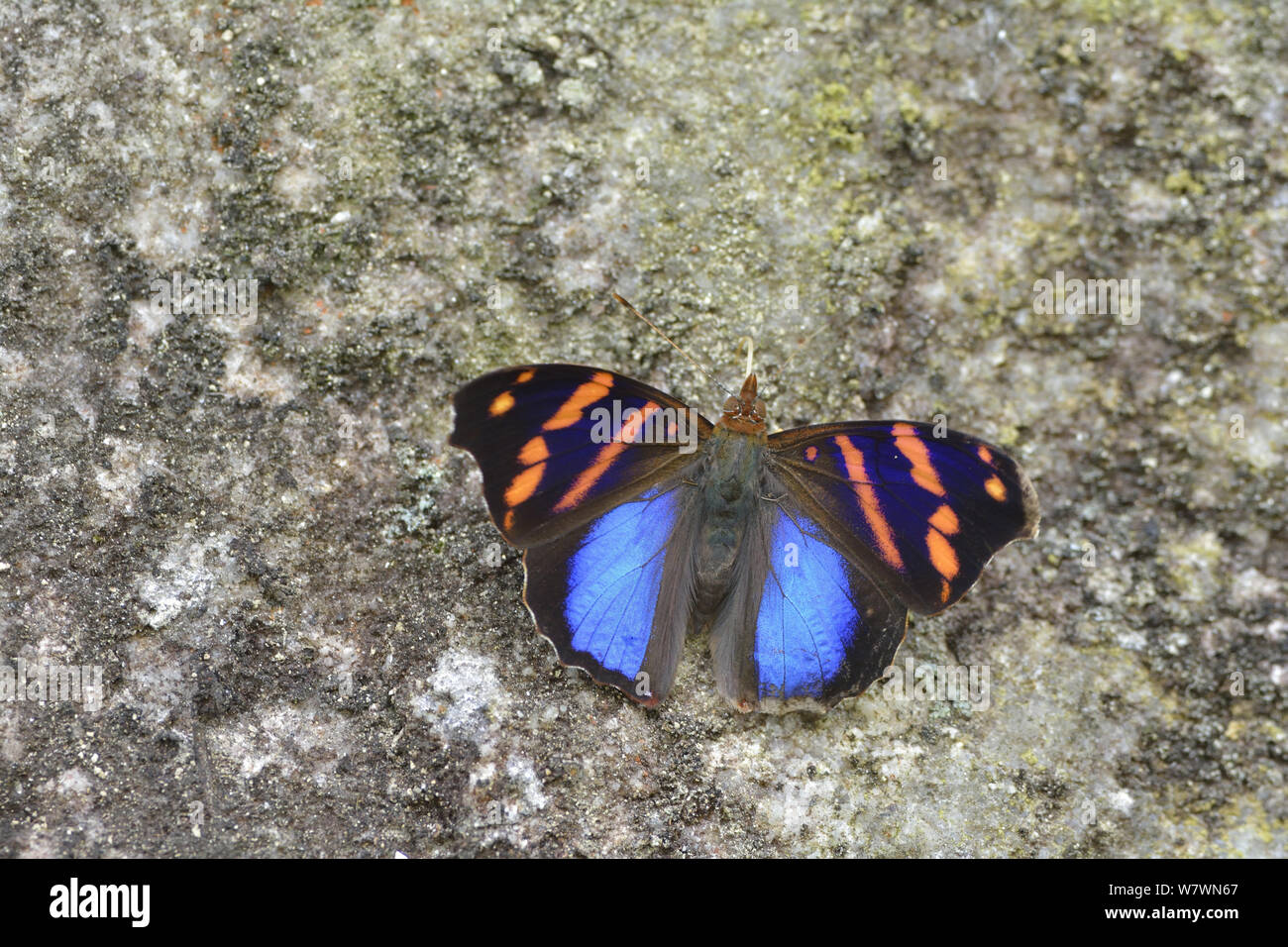 Epiphile orea hi-res stock photography and images - Alamy