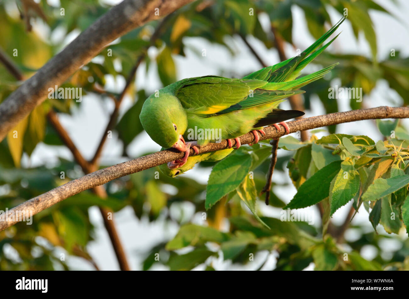 Preening yellow parakeet hi-res stock photography and images - Alamy