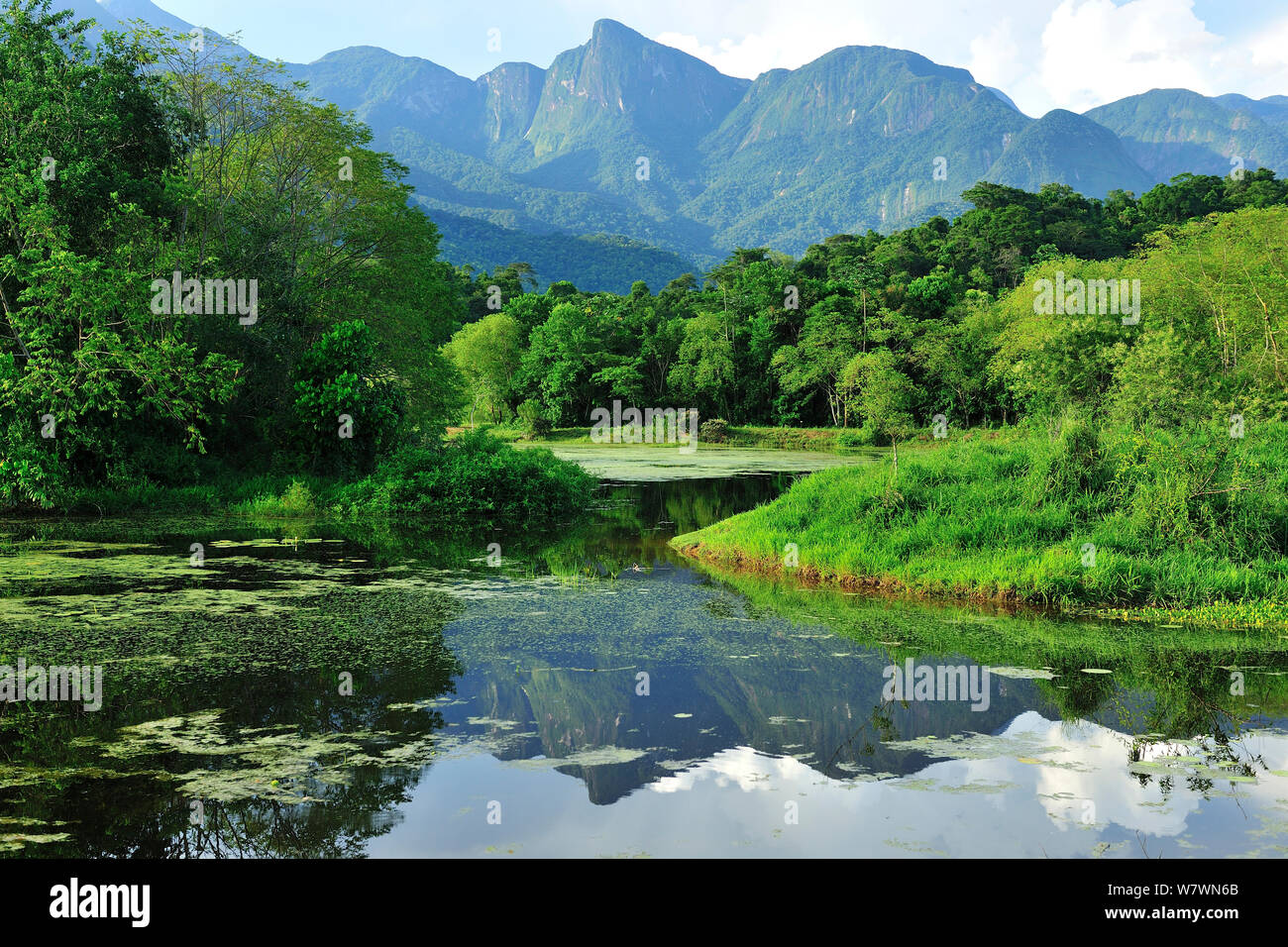 Landscape of the wetlands of REGUA - Reserva Ecologica Guapiacu, and ...
