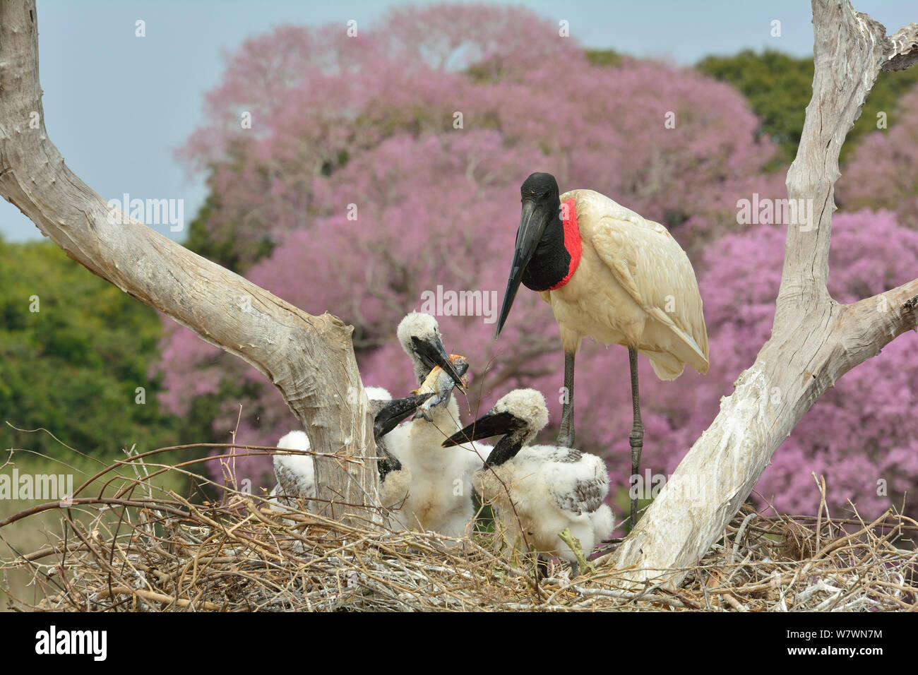 Jabiru (Jabiru mycteria) stork at nest with chicks with Pink Ipe tree ...