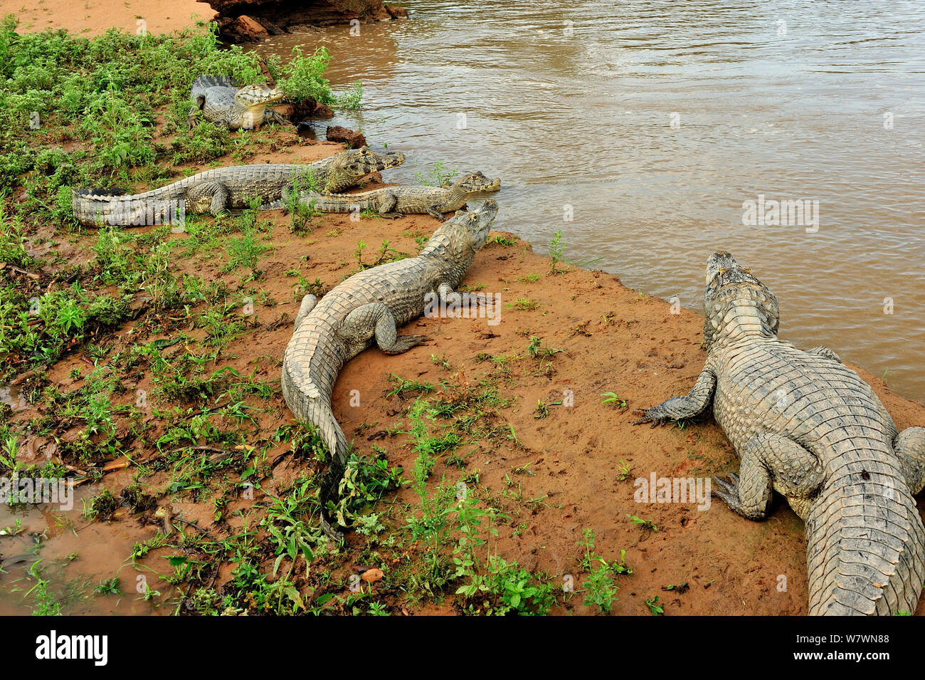Jacare caiman crocodilus yacare hi-res stock photography and images - Alamy