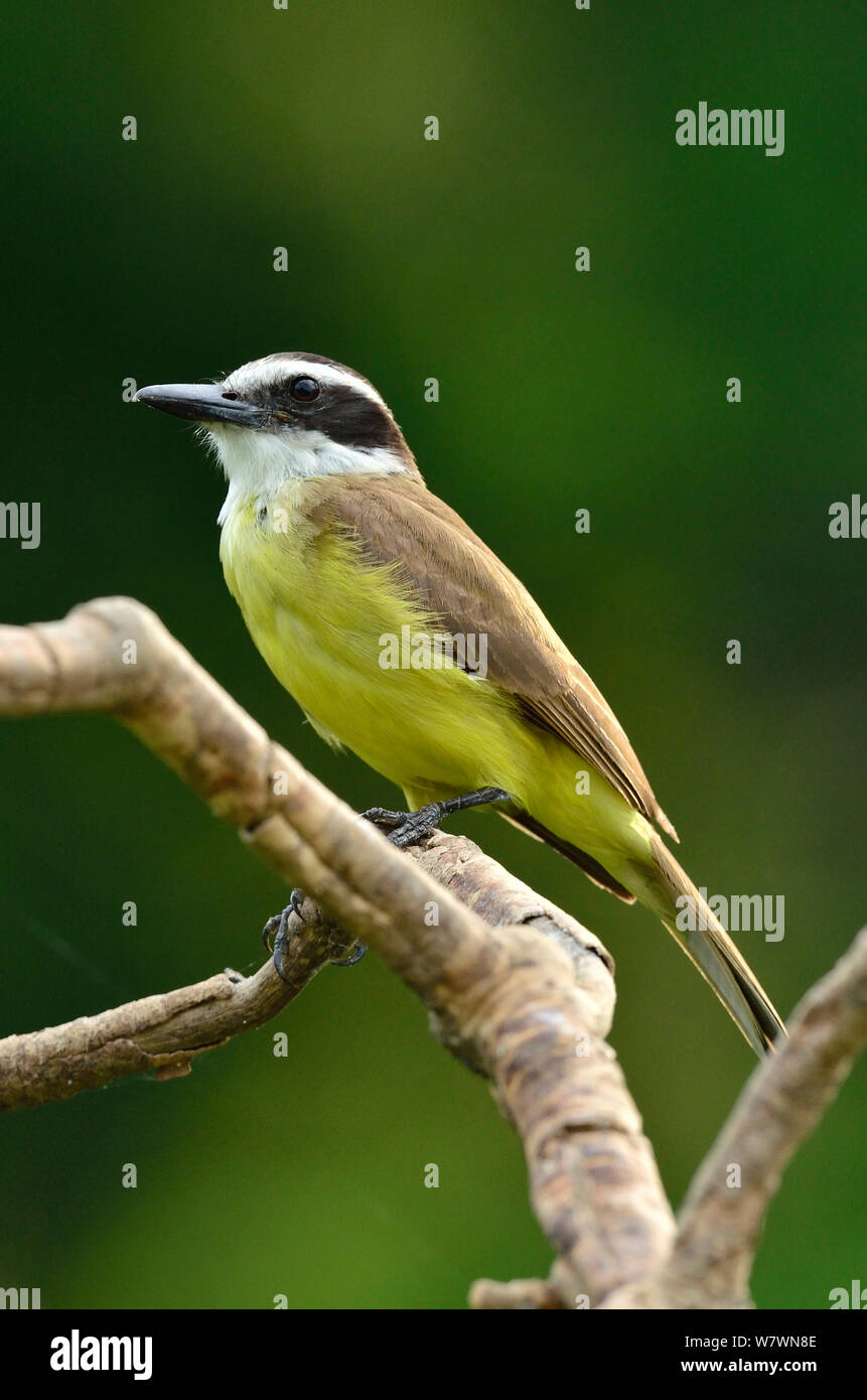 Kiskadee flycatcher hi-res stock photography and images - Alamy