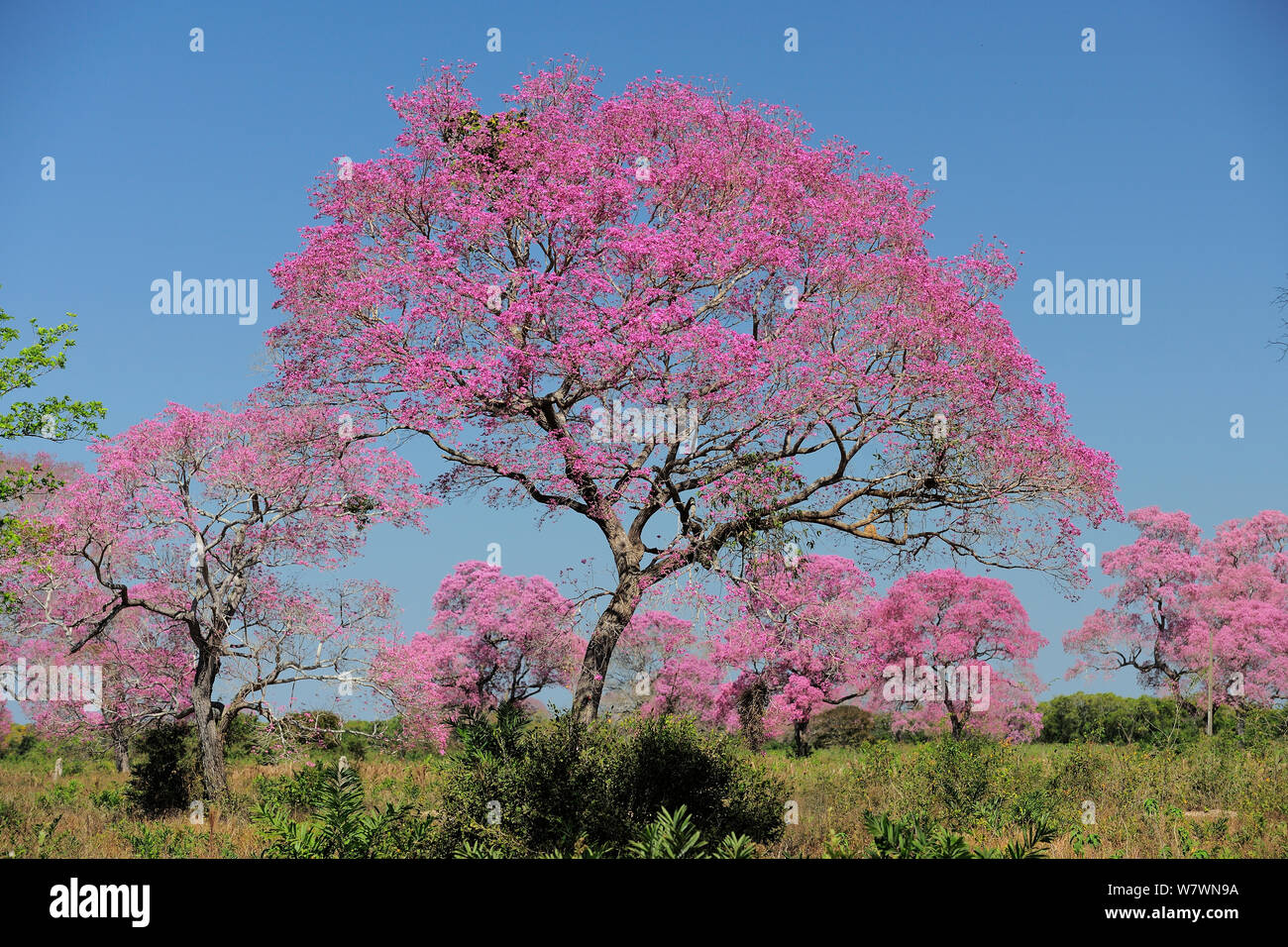 Pink Ipe trees (Tabebuia ipe / Handroanthus impetiginosus) in flower ...