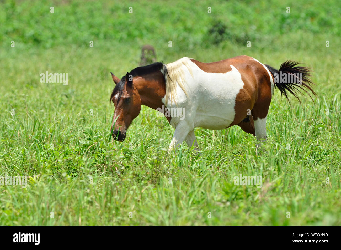 Brazil animal hi-res stock photography and images - Alamy