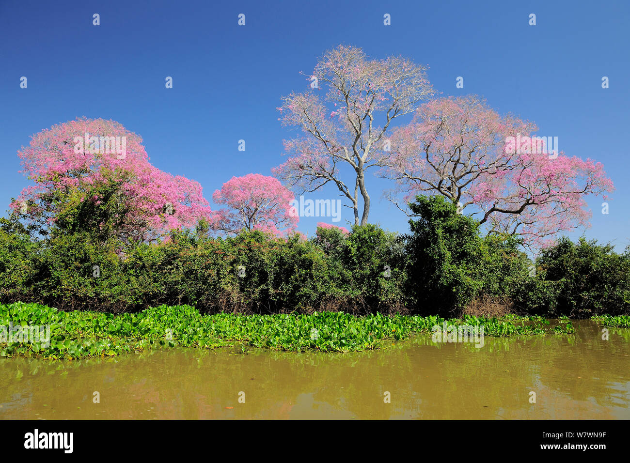 Pink Ipe trees (Tabebuia ipe / Handroanthus impetiginosus) in flower ...