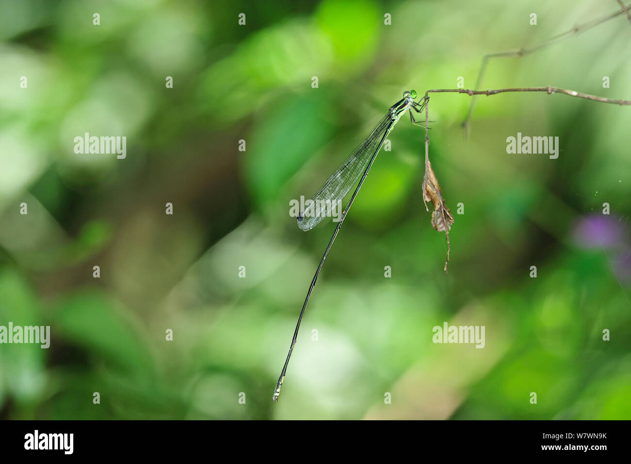 Amalia Helicopter Damselfly (Mecistogaster amalia), REGUA - Reserva ...