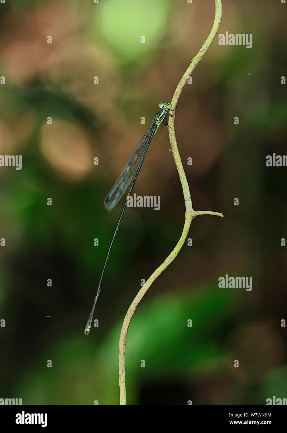 Mecistogaster hi-res stock photography and images - Alamy