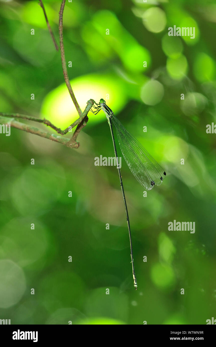 Helicopter Damselfly High Resolution Stock Photography and Images - Alamy