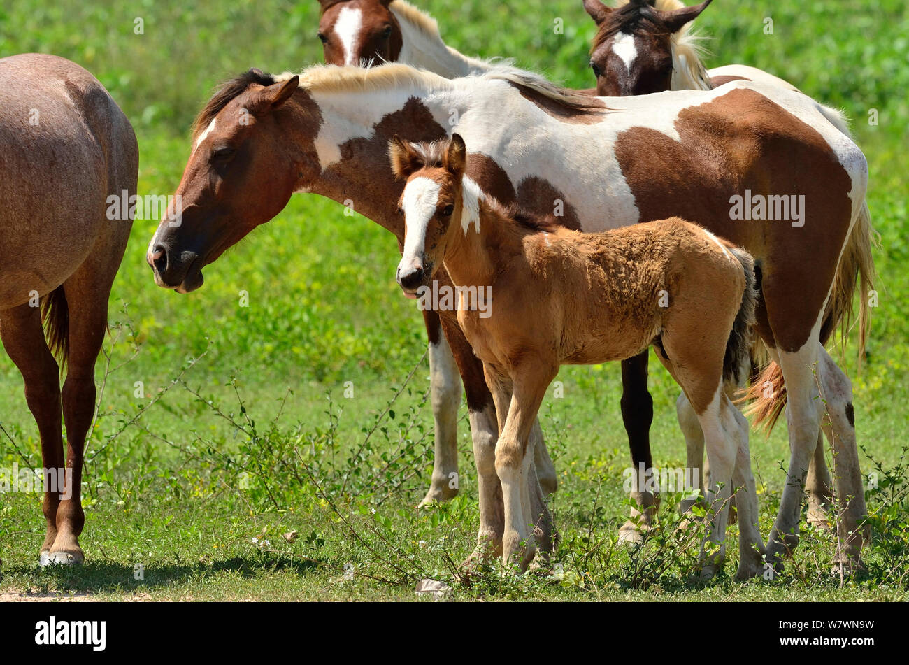 'Pantaneiro' horses with foal, a Pantanal breed of horse adapted to the ...