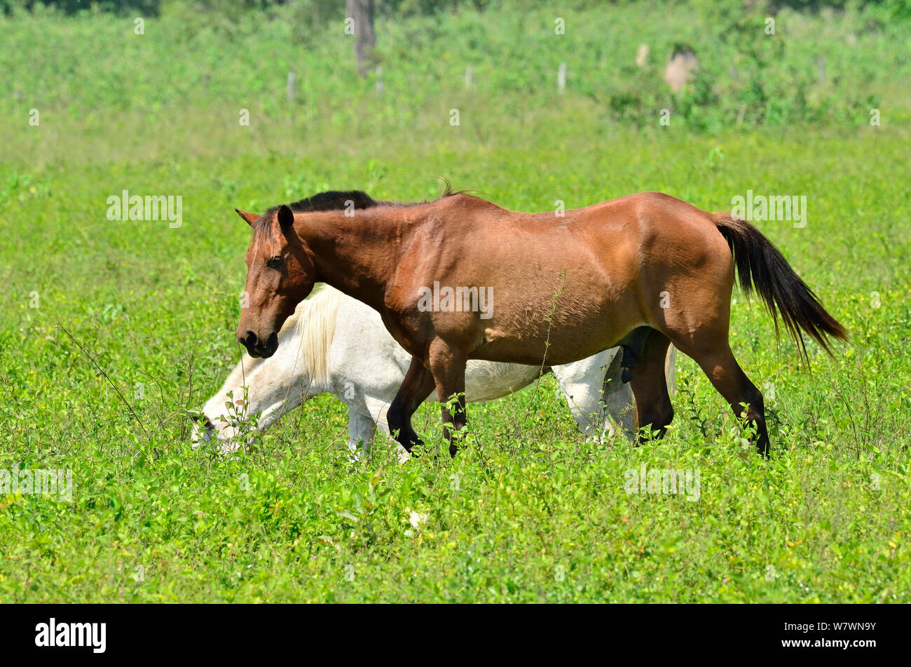 'Pantaneiro' horses, a Pantanal breed of horse adapted to the flood ...