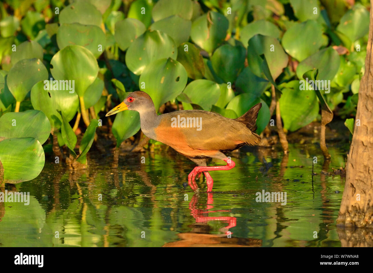 Gray-necked Wood-rail (Aramides cajanea) on the margin of Pixaim River ...