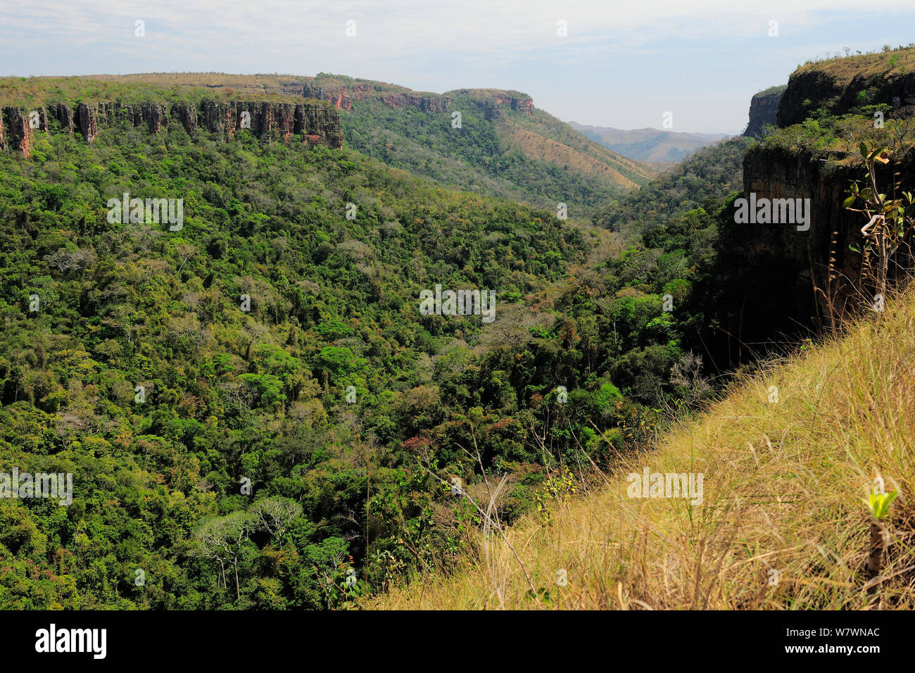 Cerrado Forest at Chapada dos Guimaraes National Park, Chapada dos ...