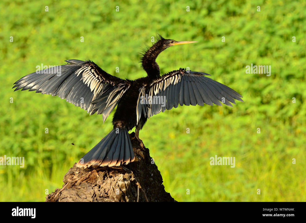 Anhinga (Anhinga anhinga) drying wings on the shore of Mamiraua Lake ...