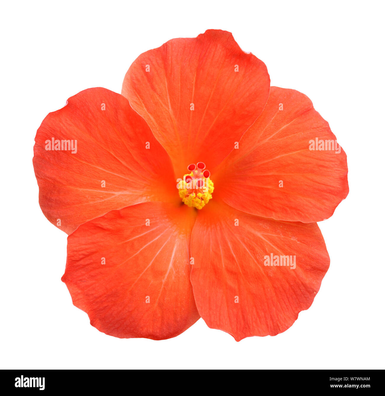 Beautiful single orange hibiscus flower isolated on white Stock Photo ...