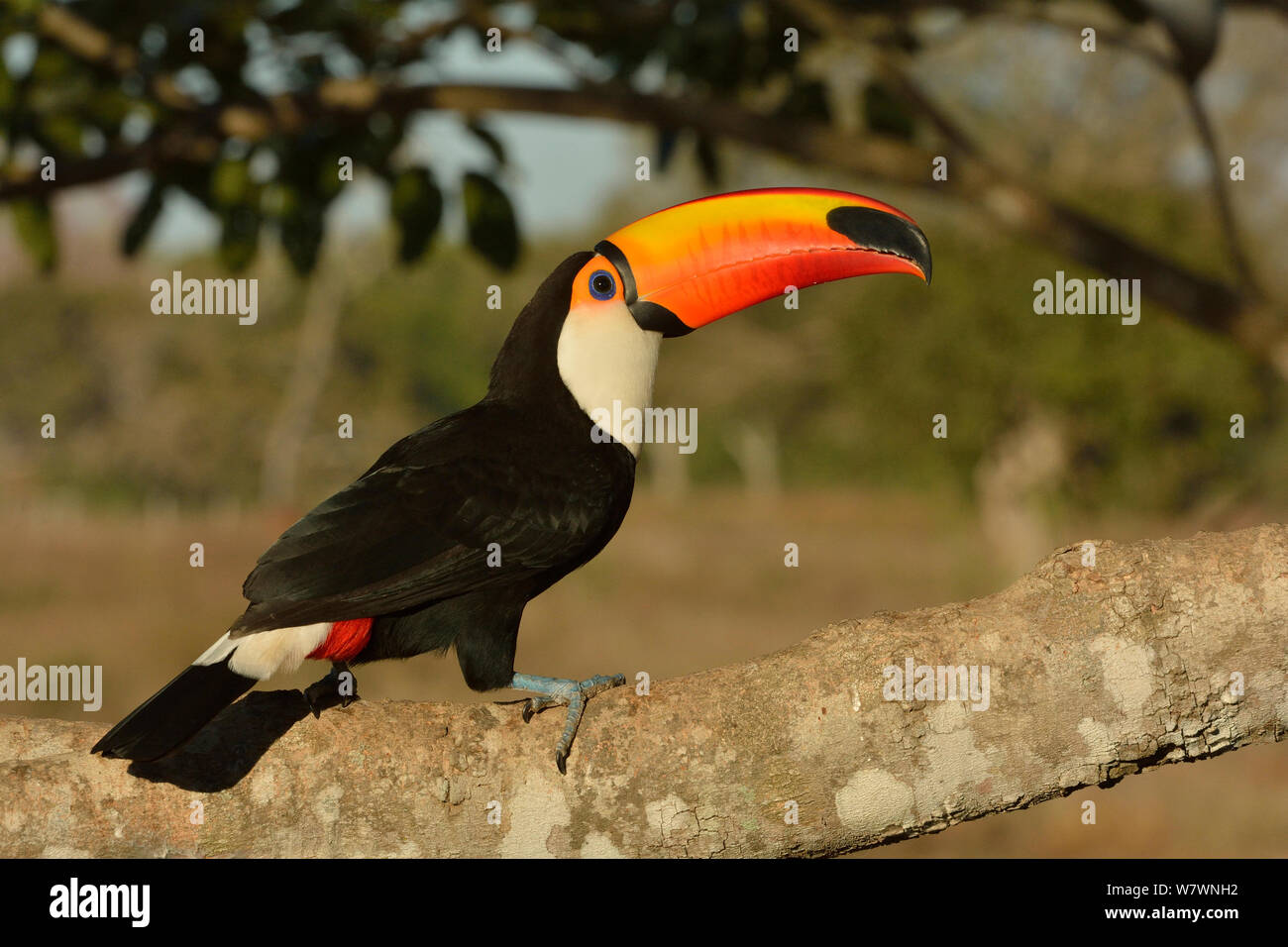 Toco toucan (Ramphastos toco) perched, Pantanal, Brazil Stock Photo - Alamy