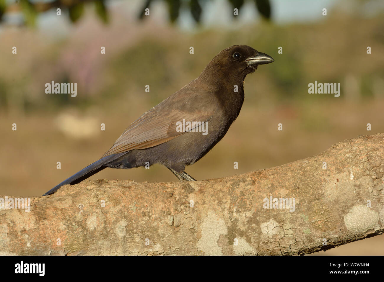 Purplish Jay (Cyanocorax cyanomelas) Pantanal , Mato Grosso, Mato ...