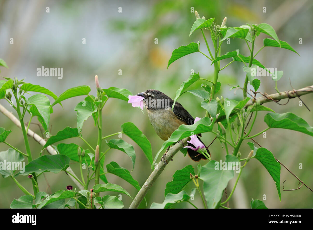 Greyish Saltator High Resolution Stock Photography and Images - Alamy