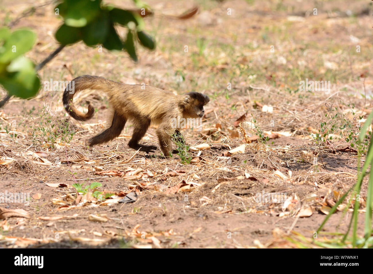 Azara's Capuchin Monkey (Sapajus cay) running in the Cerrado, Mato ...