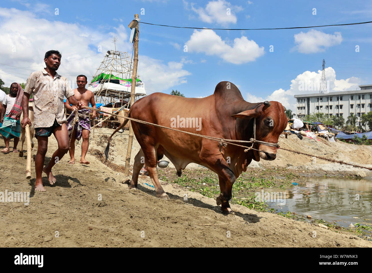 Dhaka, Bangladesh - July 06, 2019: Bangladeshi traders unloading a vessel of sacrificial animals ...