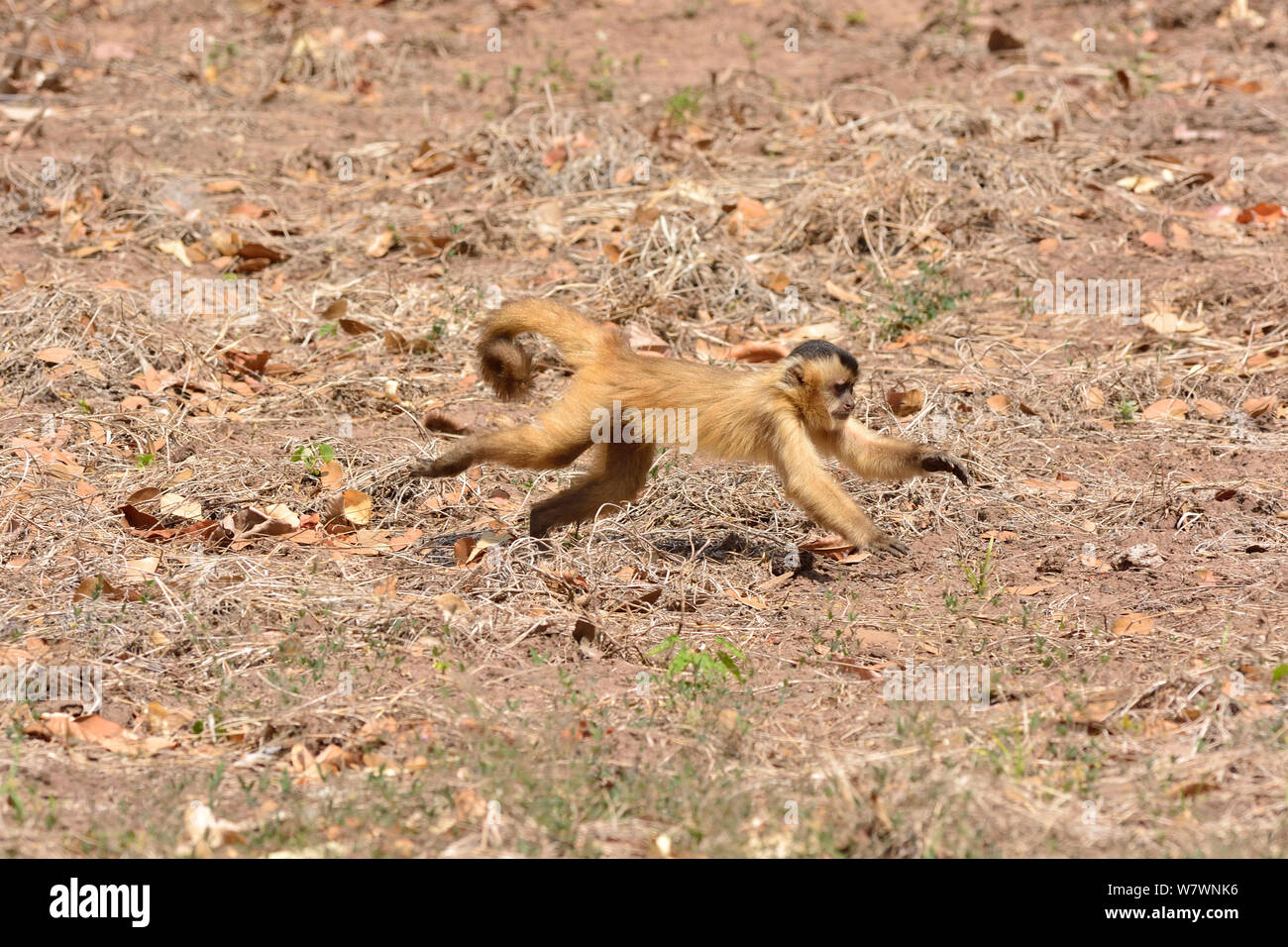 Azara's Capuchin Monkey (Sapajus cay) running in the Cerrado, Mato ...