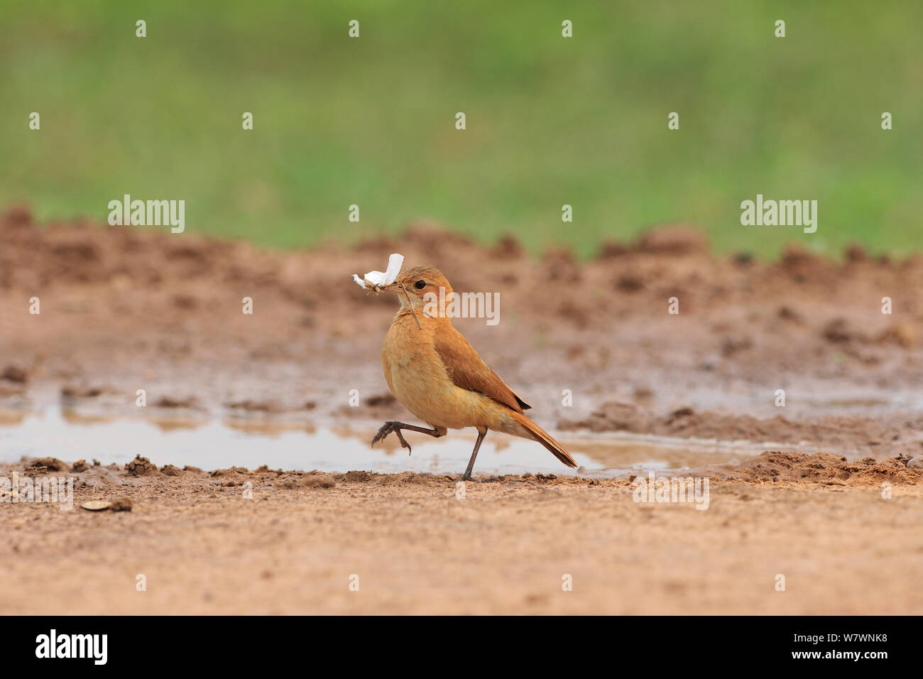 Rufous Hornero (Furnarius rufus) at Pixaim River, Pantanal of Mato ...
