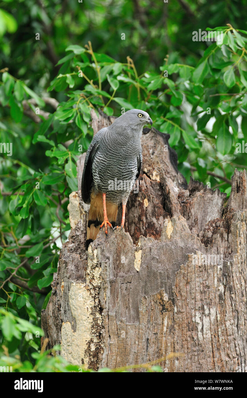 Crane Hawk (Geranospiza caerulescens) near Pixaim River, Pantanal of ...