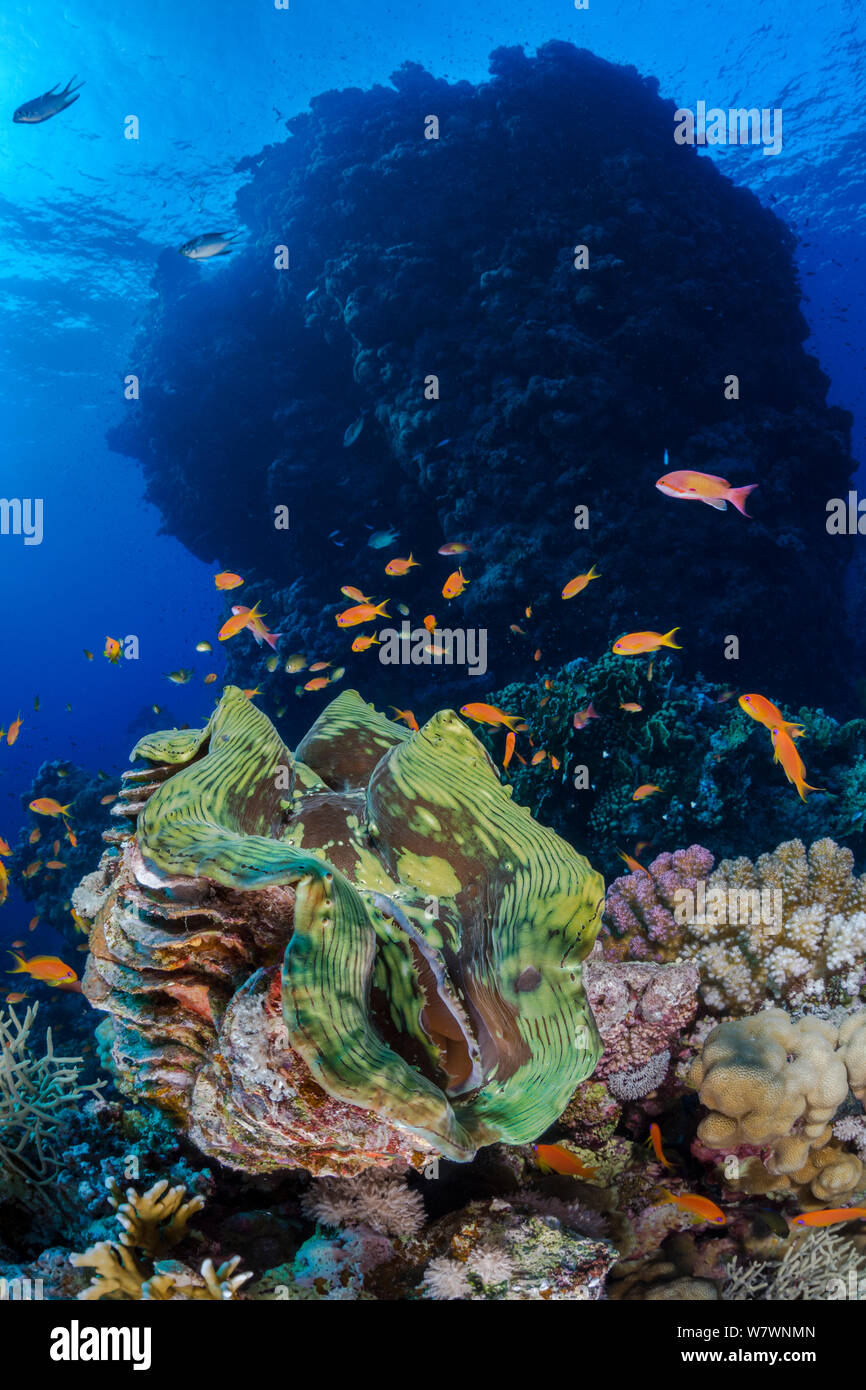 Giant clam (Tridachna gigas) opening its mantle to collect sunlight for ...