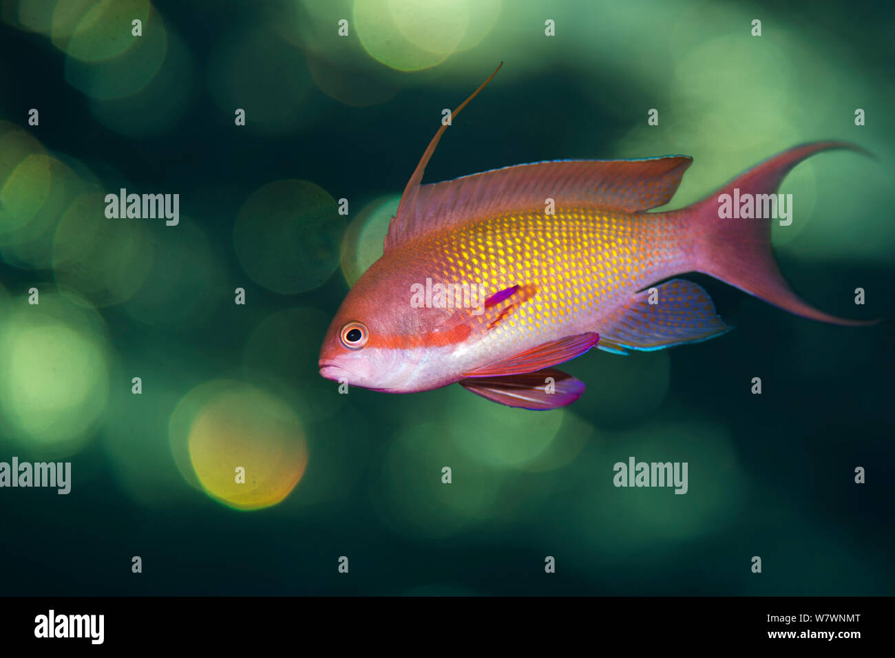 Portrait of male Scalefin anthias (Pseudanthias squamipinnis) swimming ...