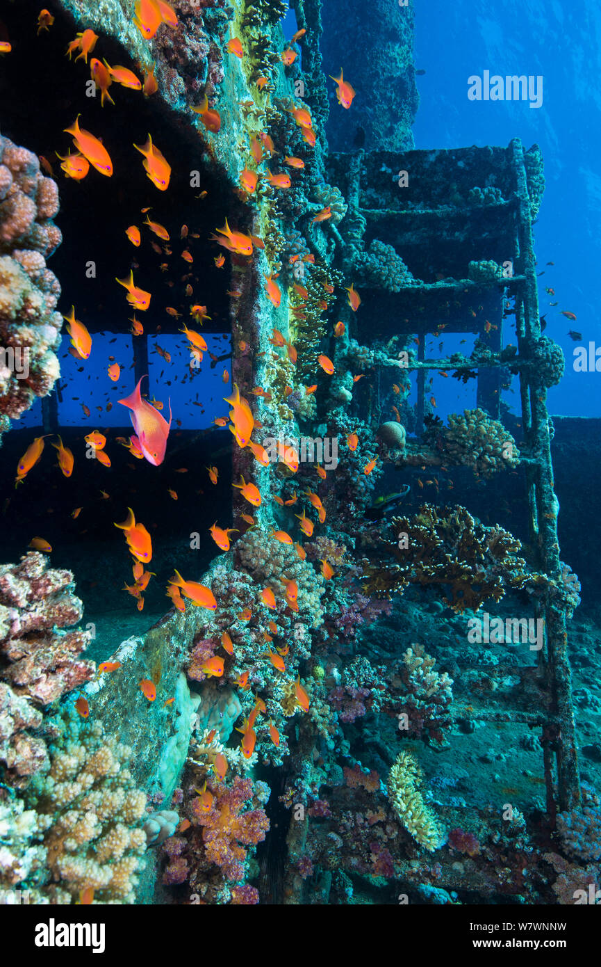 Scalefin anthias (Pseudanthias squamipinnis) on the superstructure of ...