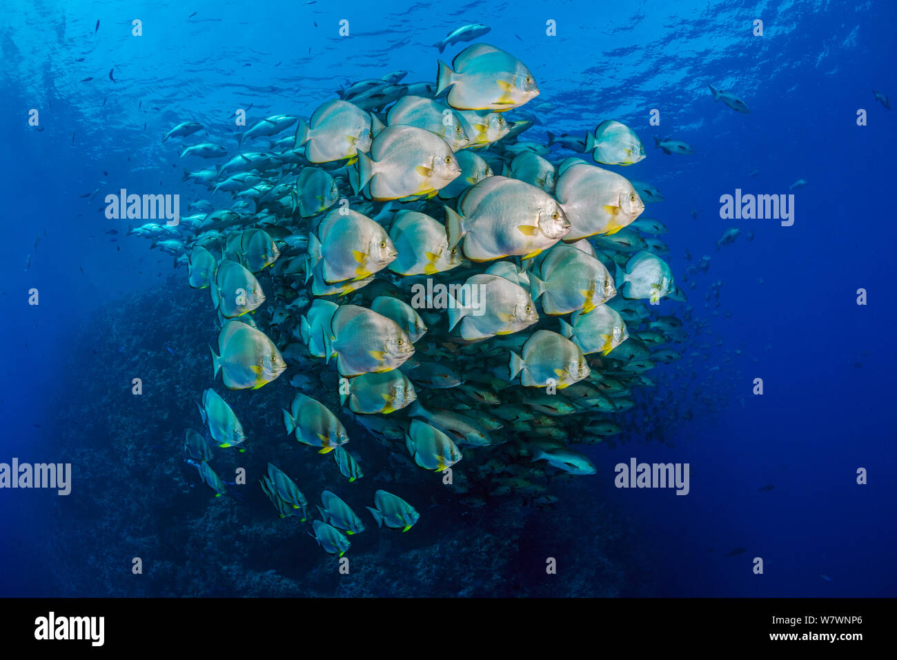 School of Batfish (Platax orbicularis) in front of Bohar snappers ...