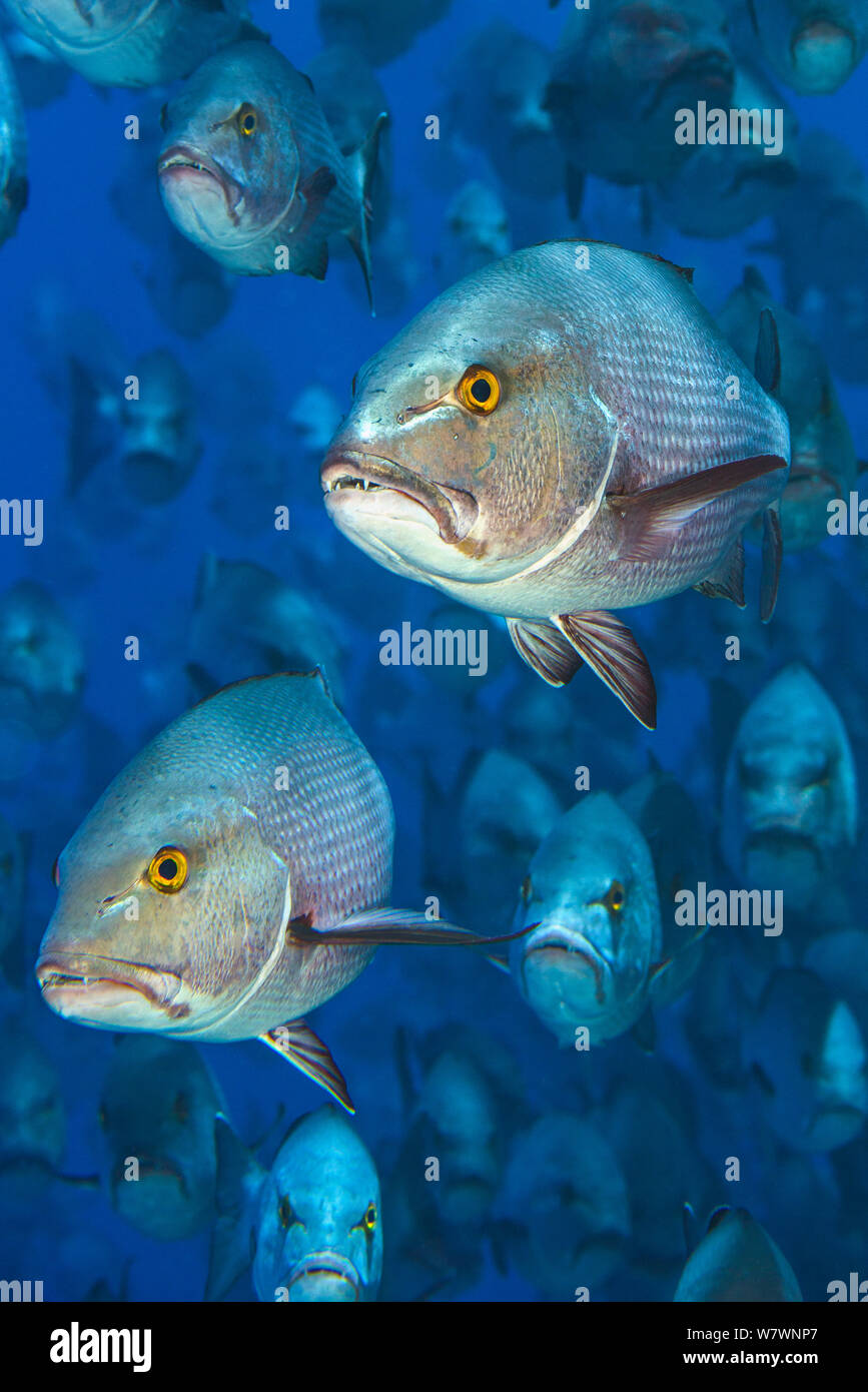 Bony bream fish hi-res stock photography and images - Alamy