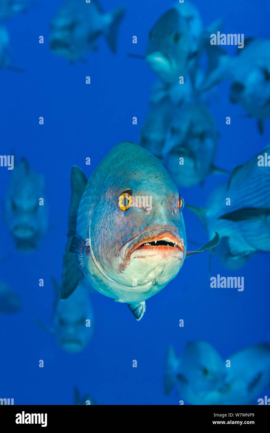 Lutjanus Bohar High Resolution Stock Photography and Images - Alamy