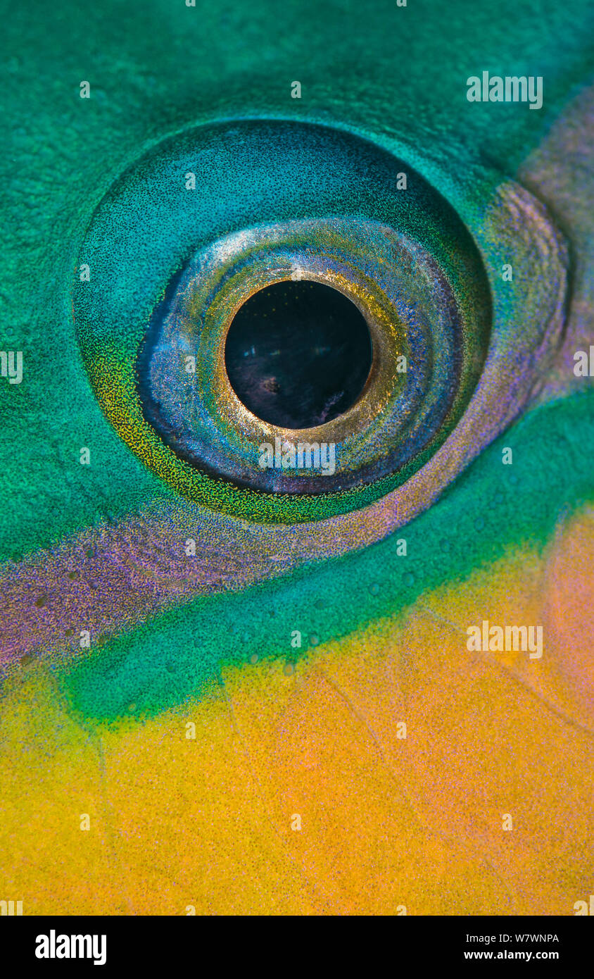 The detail of an eye of Bullethead parotfish (Chlorurus sordidus) taken ...