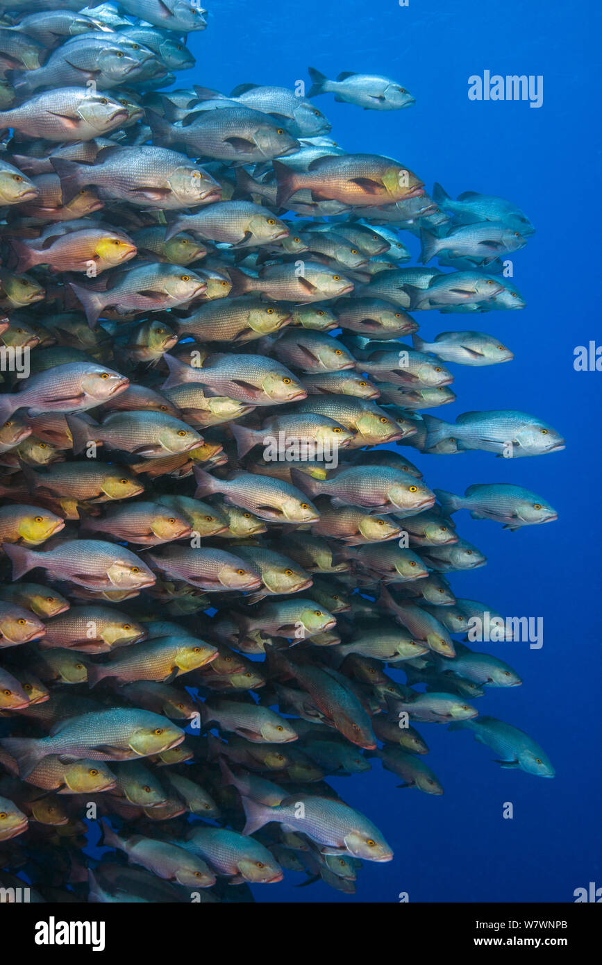 Red sea bream snapper hi-res stock photography and images - Alamy