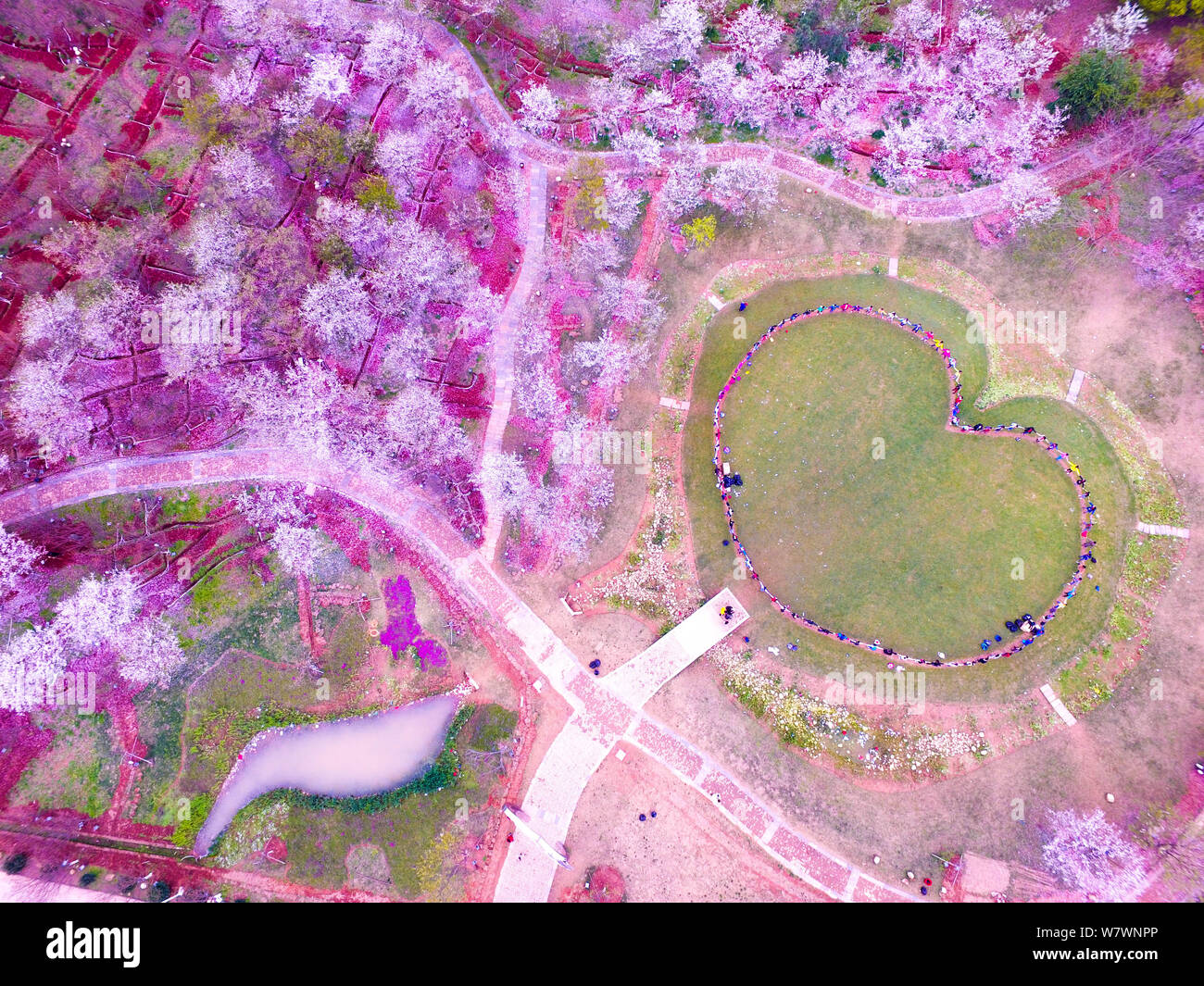 Aerial view of a heart-shaped lawn in the middle of cherry trees in ...
