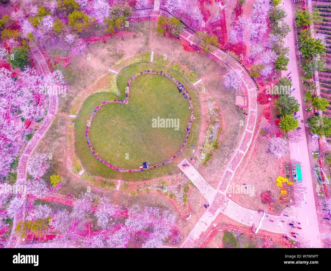 Aerial view of a heart-shaped lawn in the middle of cherry trees in ...