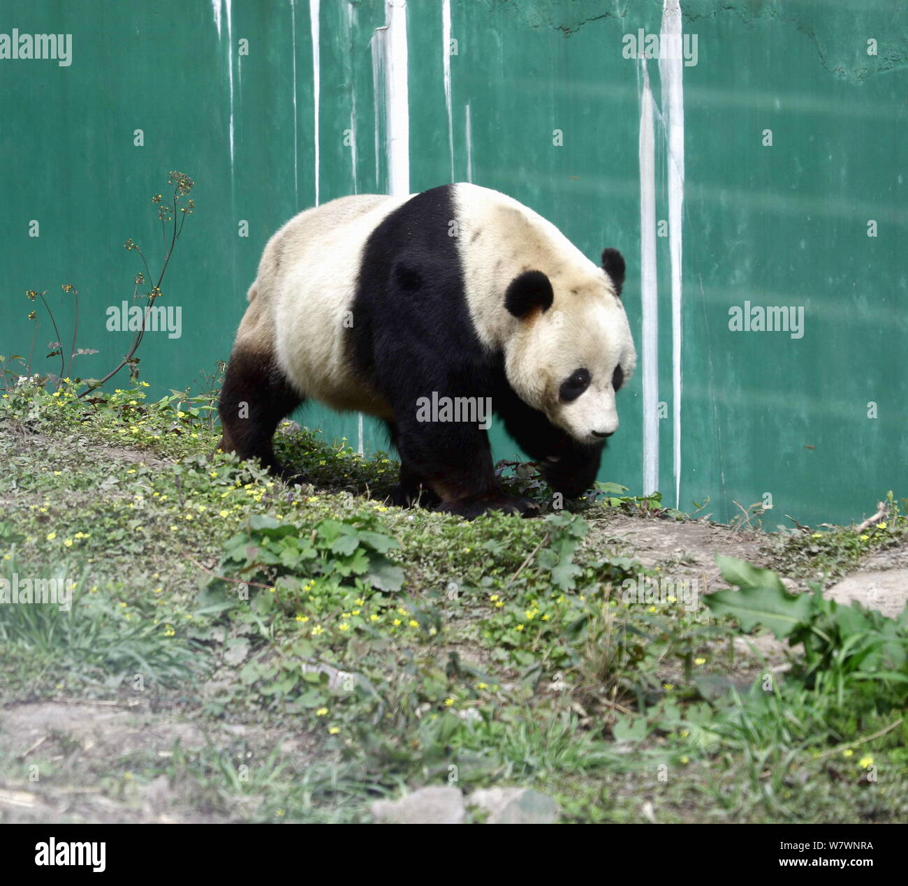 Giant panda Yun Tao to be released into the wild wanders at Huayingshan ...