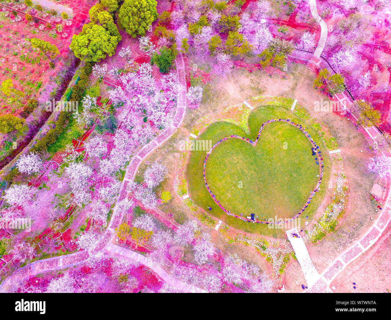 Aerial view of a heart-shaped lawn in the middle of cherry trees in ...