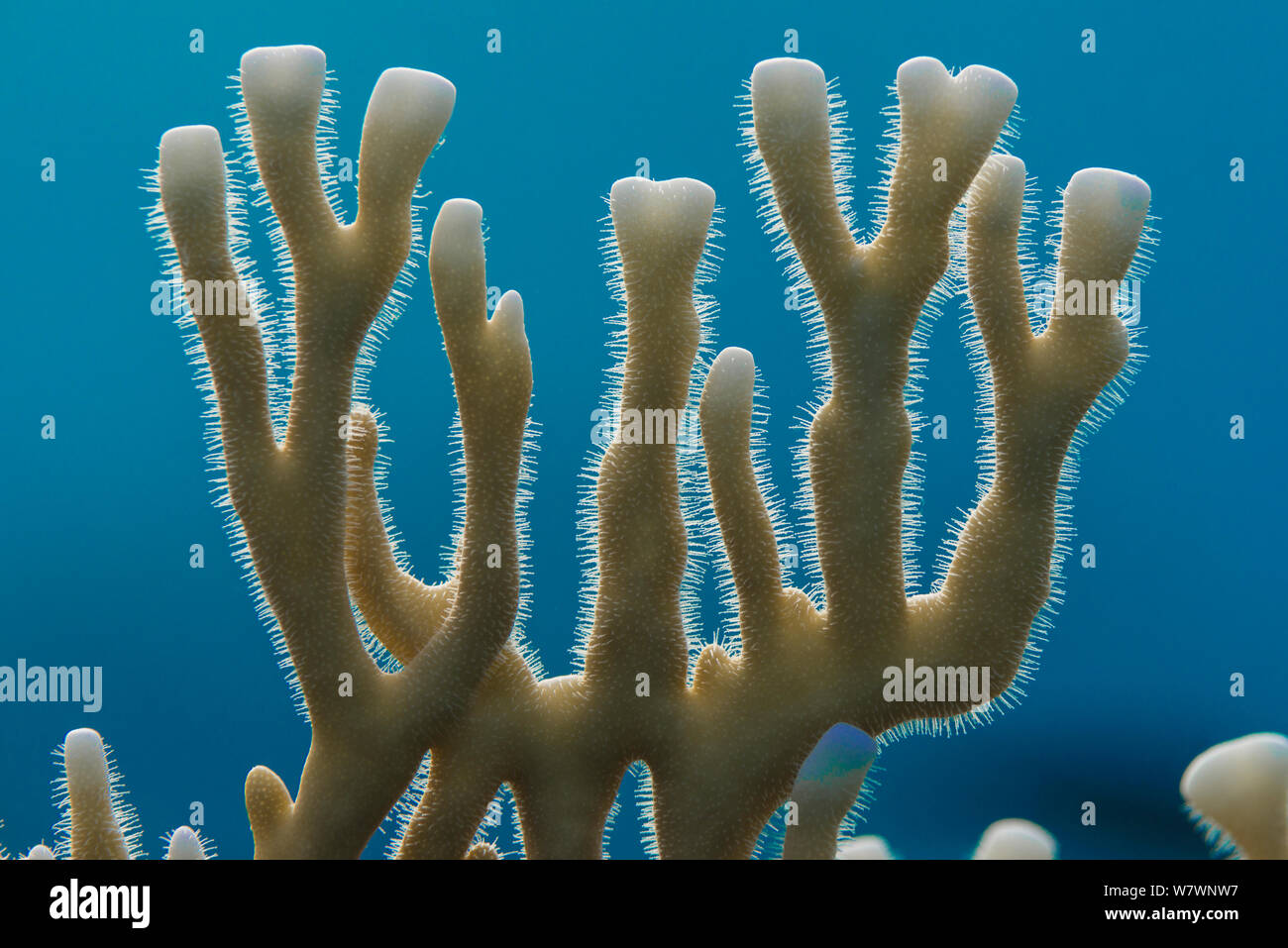 Backlit photo of stinging nematocysts on colony of Fire coral ...