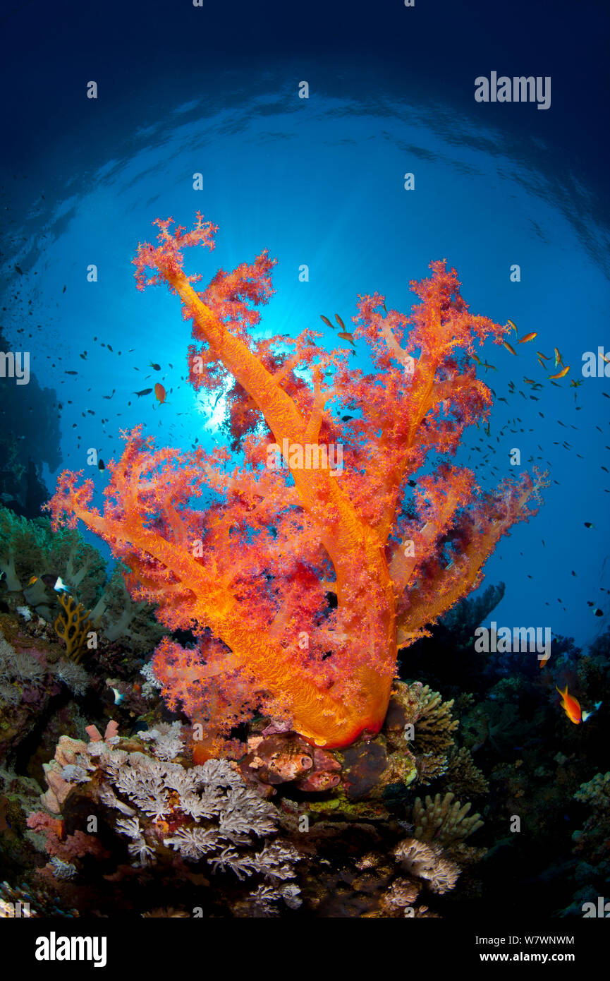 Gulf of aqaba coral hi-res stock photography and images - Alamy