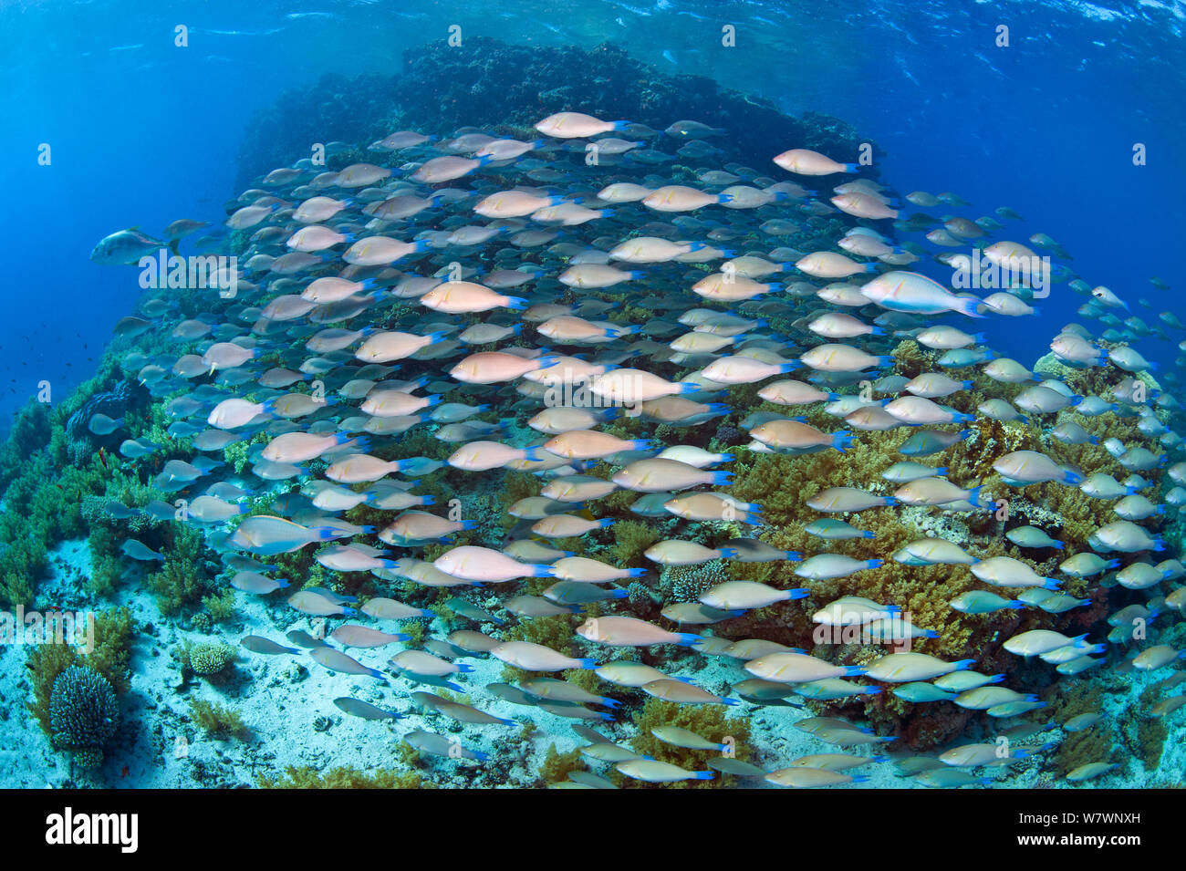 School of Longnose parrotfish (Hipposcarus harid) swarming over reef ...