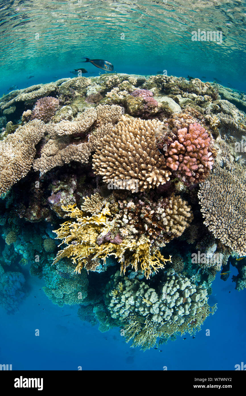 Coral reef edge, Jackfish Alley, Ras Mohammed Marine Park, Sinai, Egypt ...