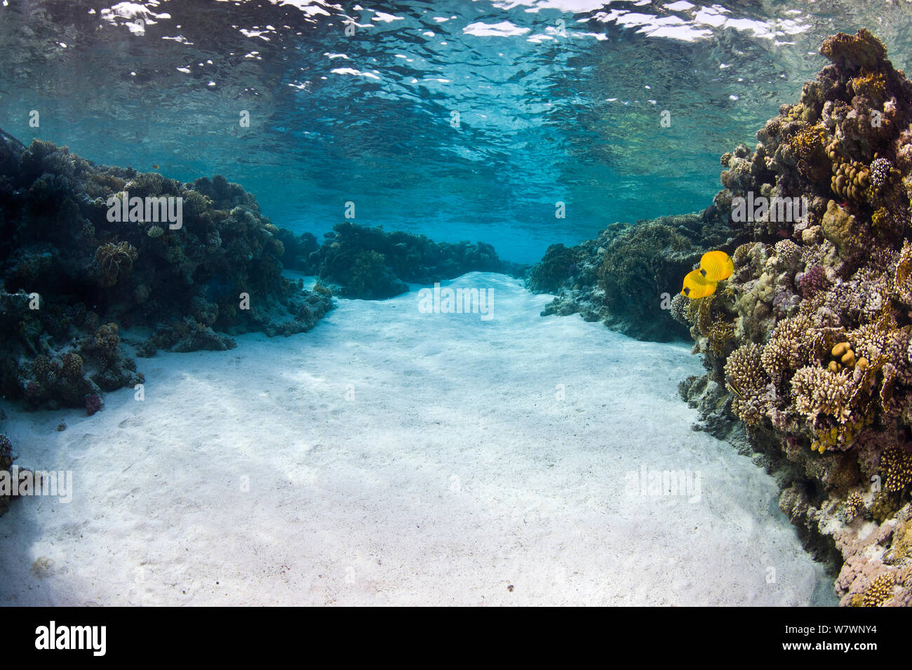 Pair of Masked butterflyfish (Chaetodon semilarvatus) in shallow ...