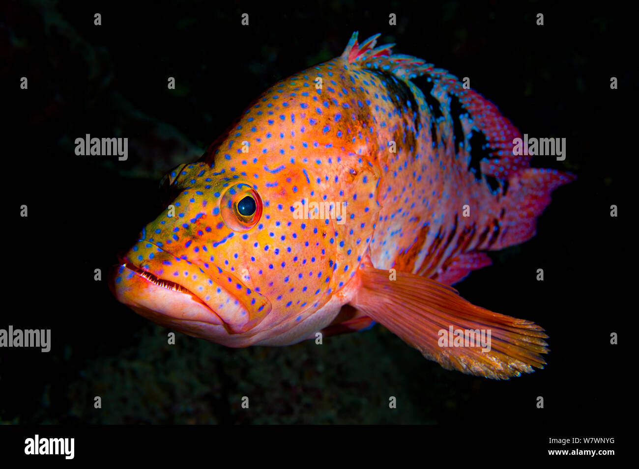 Spotted grouper fish hi-res stock photography and images - Alamy