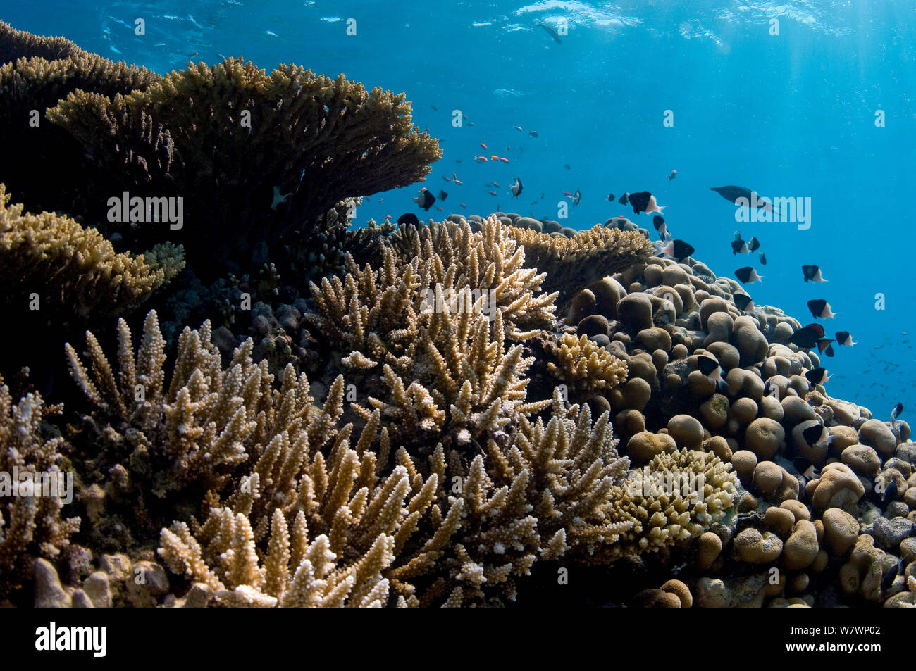 Hard, reef building corals (Acropora spp) and (Porites sp.) growing on ...