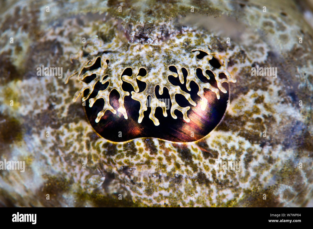 Ambush predator hi-res stock photography and images - Alamy