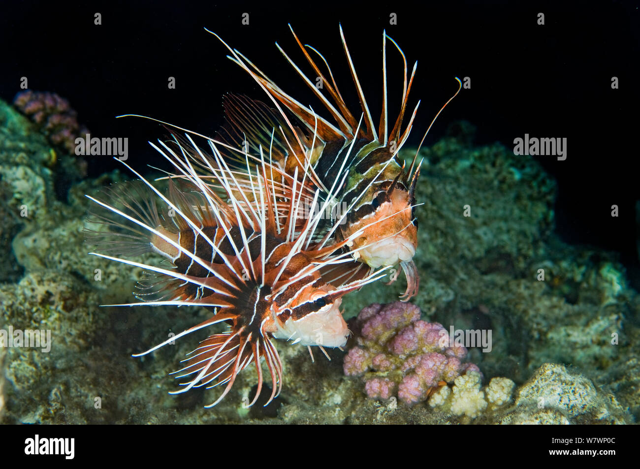 Tailbar lionfish hi-res stock photography and images - Alamy